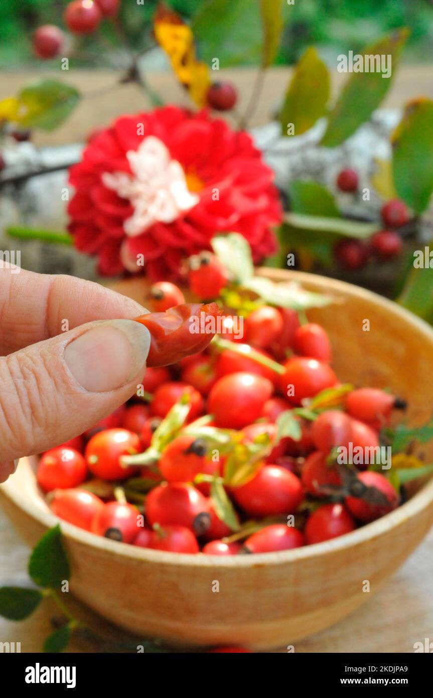 Rosehip pulp, rosehip berries, rosa canina, rich in vitamin C, jam ...