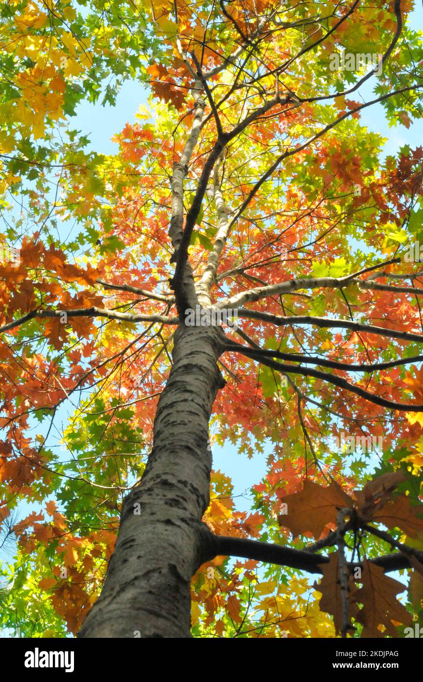 Red oak, Quercus rubra, in early autumn, Dreux forest, Eure et Loir ...
