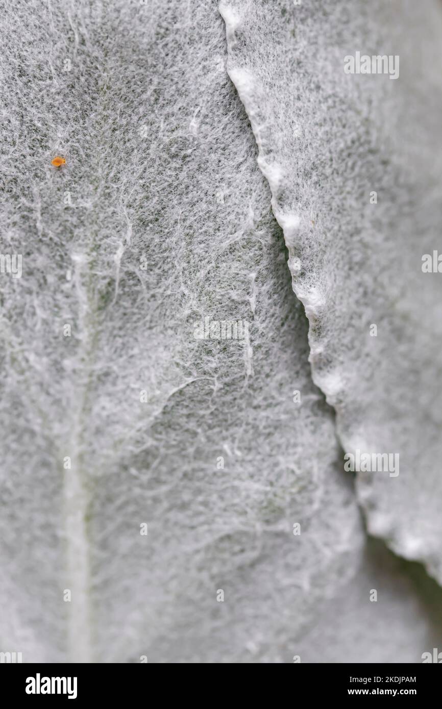 Senecio 'Angel Wings' (Senecio candicans ?Senaw?), leaf detail Stock ...