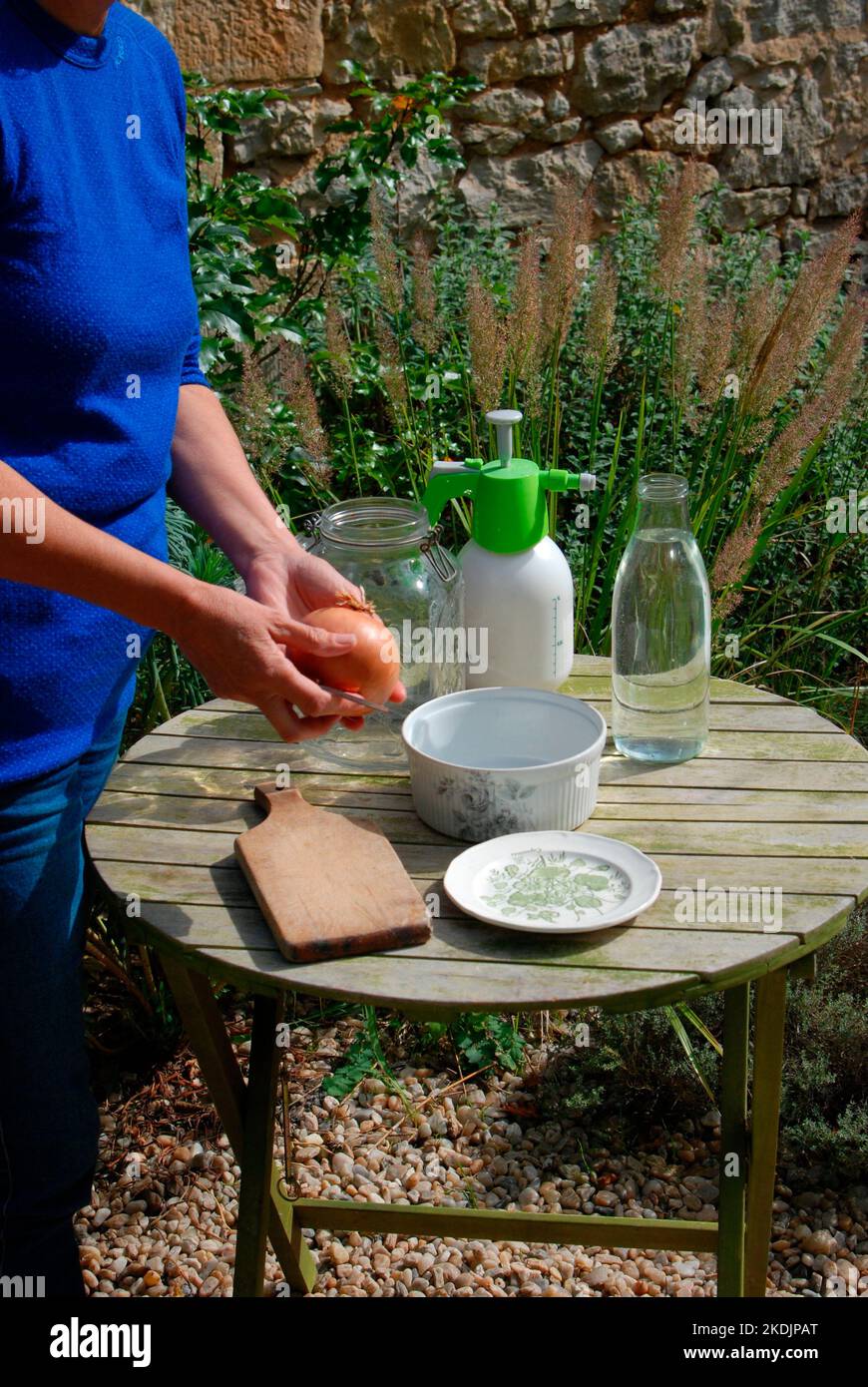 Onion cold maceration, natural insecticide Stock Photo - Alamy