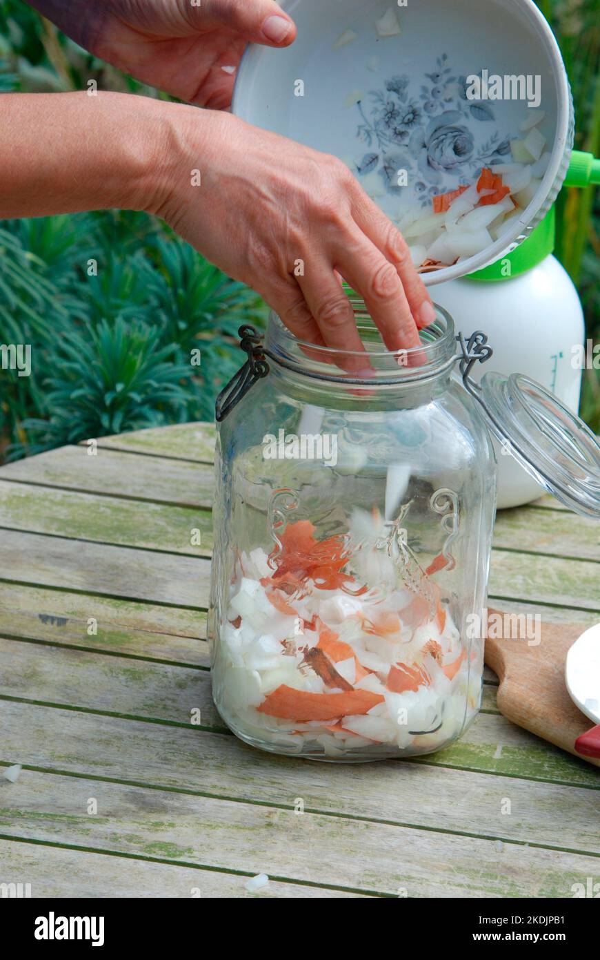 Onion cold maceration, natural insecticide Stock Photo - Alamy