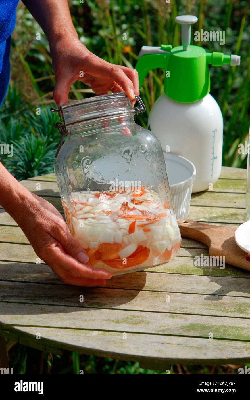 Onion cold maceration, natural insecticide Stock Photo - Alamy