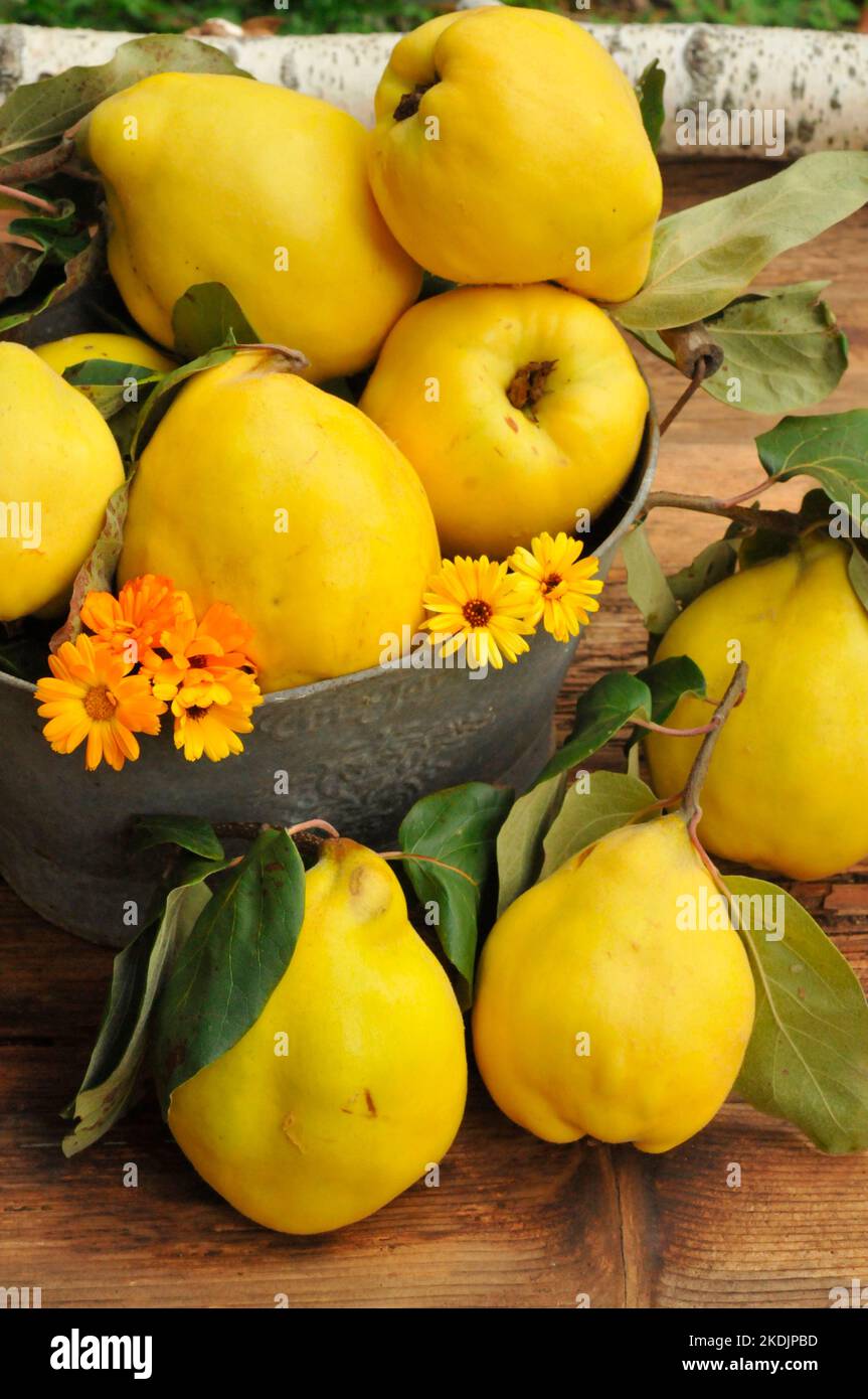 Quince, fruit of the quince tree (Cydonia oblonga), autumn harvest ...