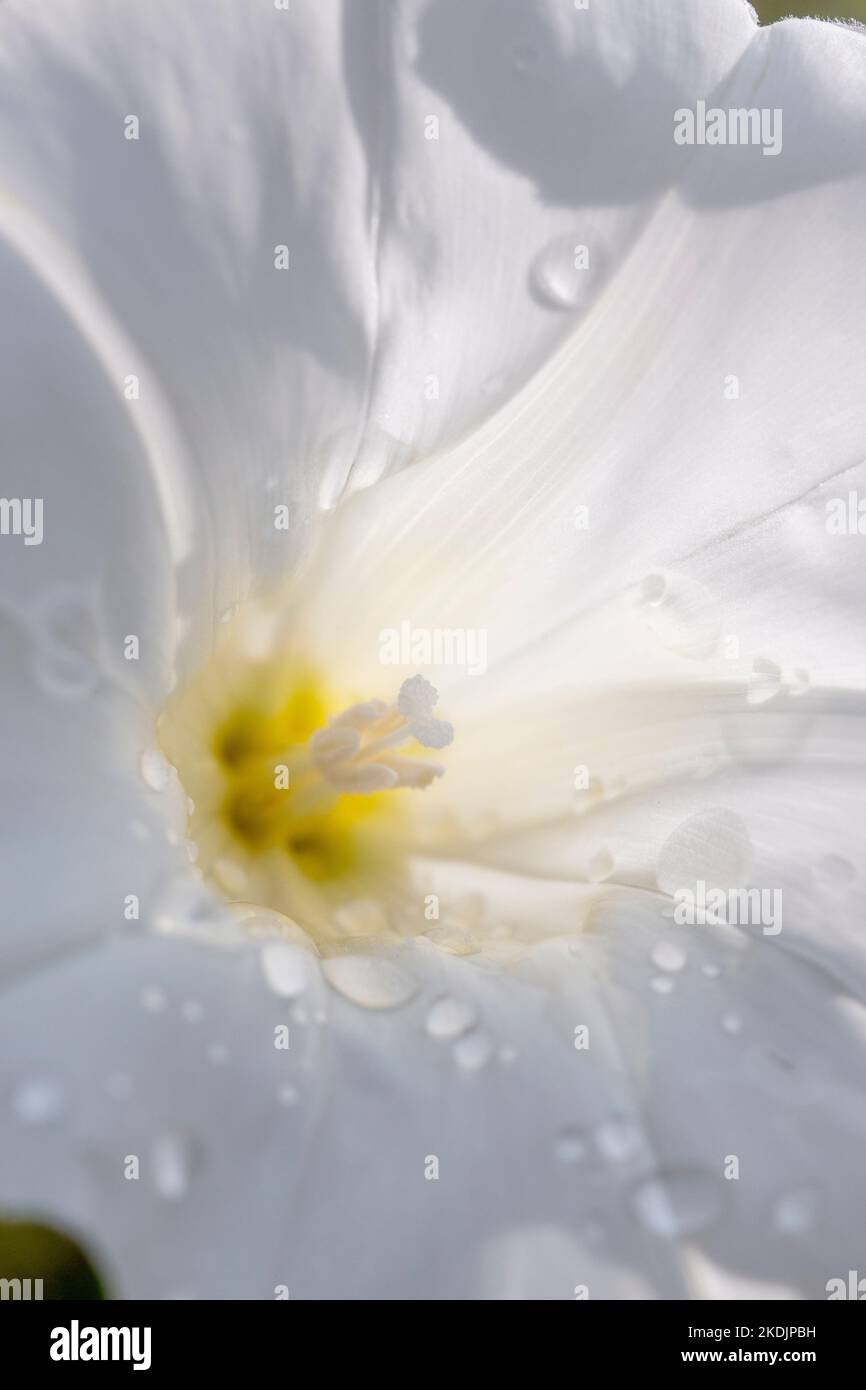 Hedge bindweed (Convolvulus sepium) flower close-up, Gard, France Stock ...