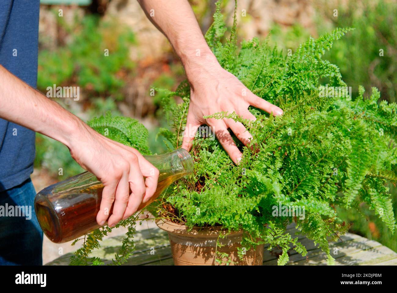 Fertilization of houseplants with fermented plant extract, organic ...
