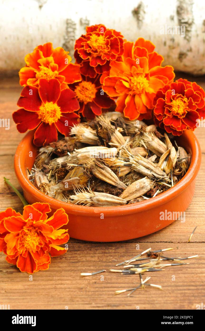 Collecting seeds of French marigold, Tagetes patula, and flowers Stock ...