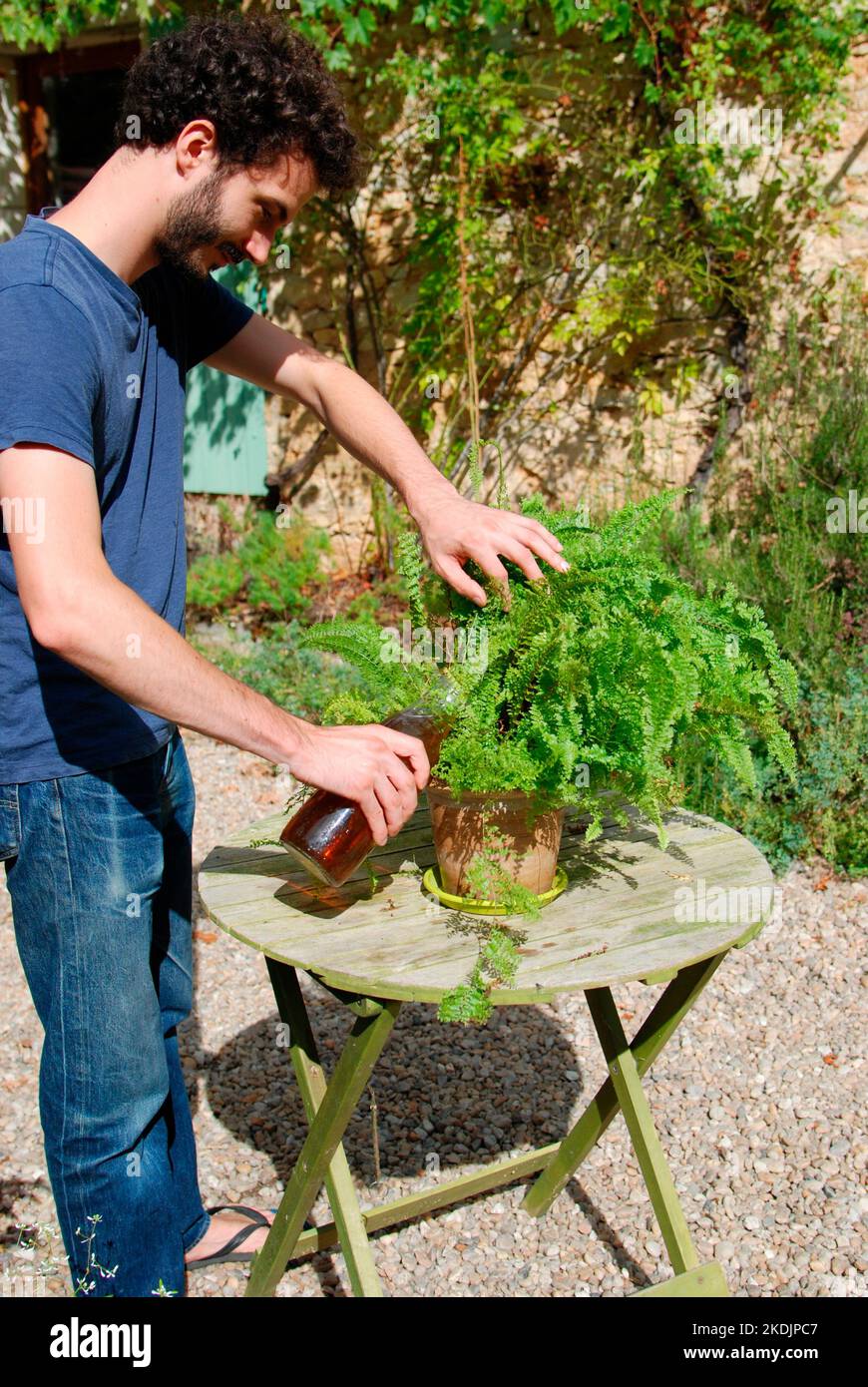 Fertilization of houseplants with fermented plant extract, organic ...