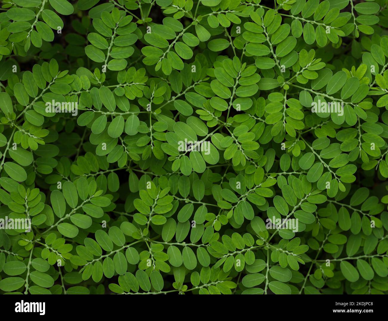 Phyllanthus niruri closeup shot. green leaves texture background. seed ...