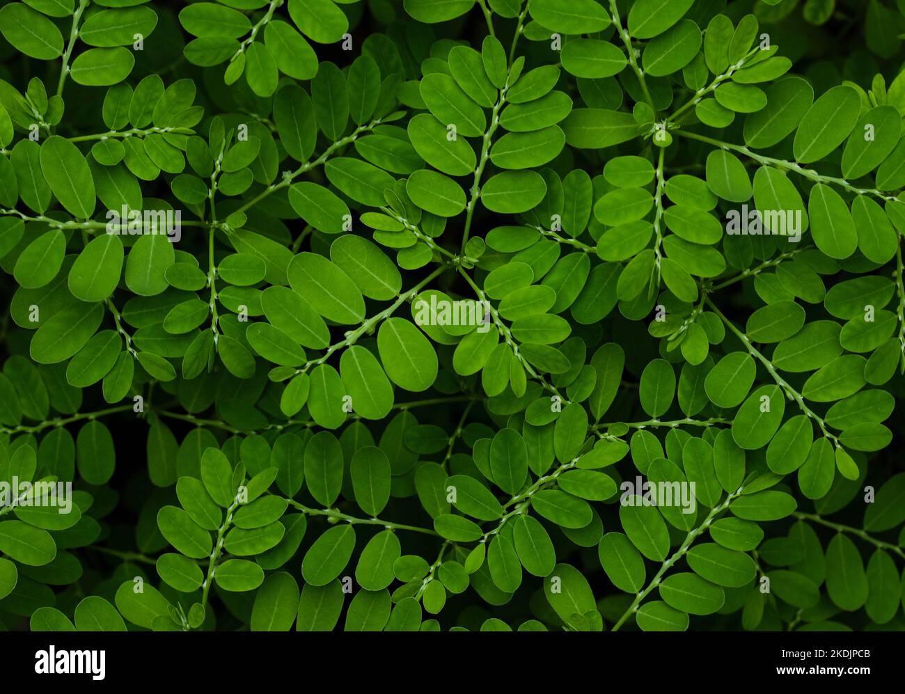 Phyllanthus niruri closeup shot. green leaves texture background. seed ...