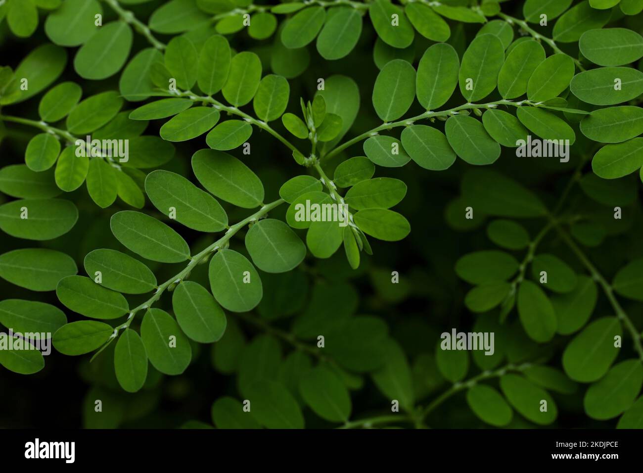 Phyllanthus niruri closeup shot. green leaves texture background. seed ...