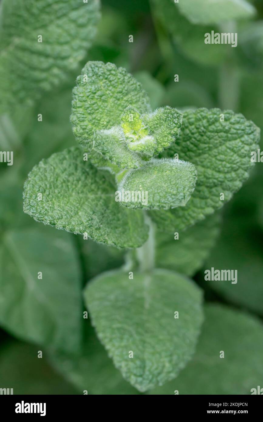 Round-leafed mint (Mentha rotundifolia), Cotes-d'Armor, France Stock ...