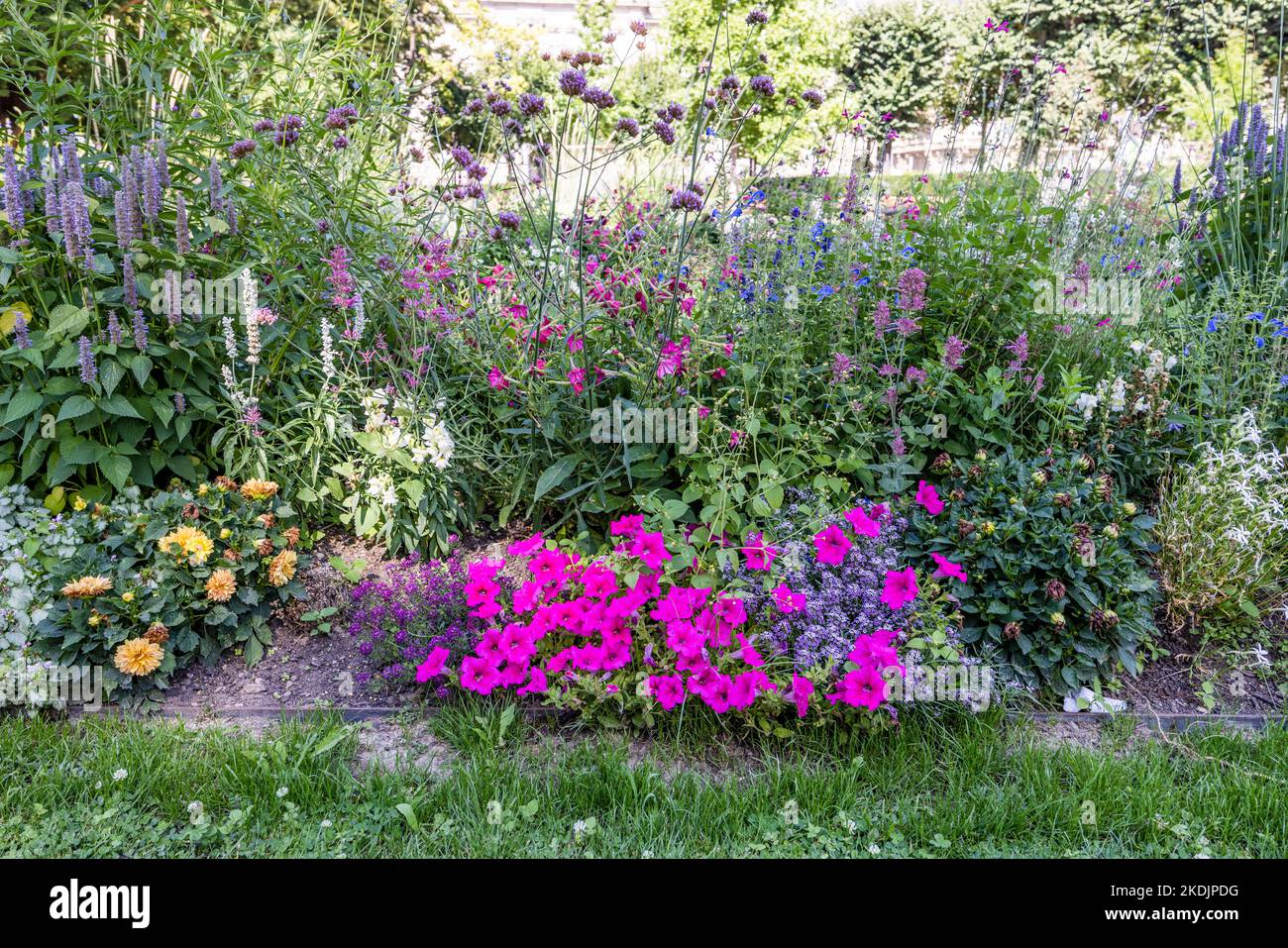 Petunia, Agastache and Dahlia border in summer, Alsace, France Stock ...