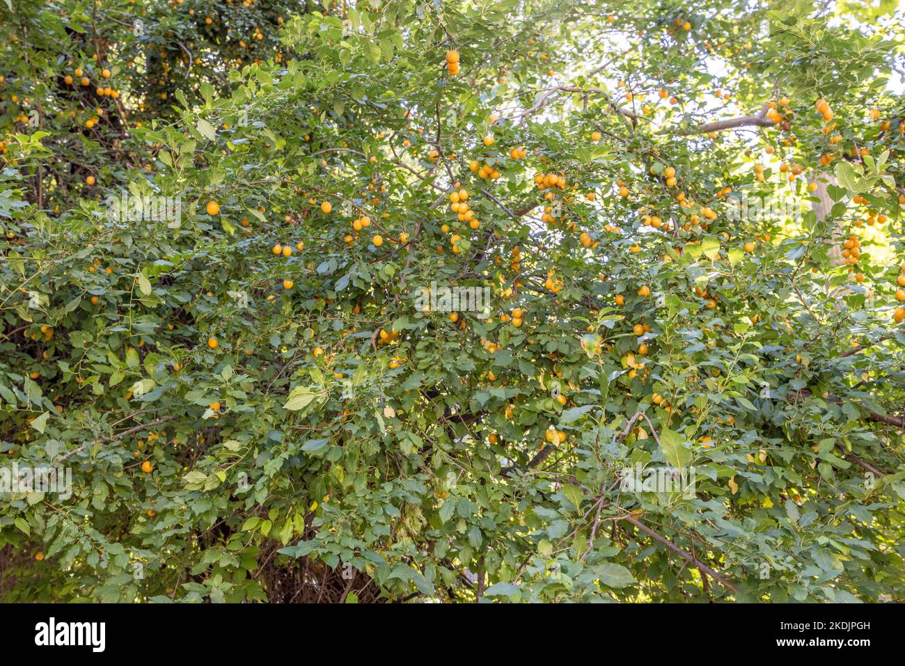 Mirabelles (Prunus domestica syriaca) on the tree in summer, Alsace ...