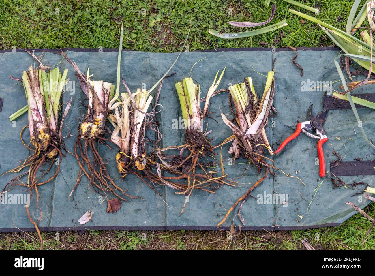 Torch Lily (Kniphofia foliosa), Division and planting in autumn, Pas de ...