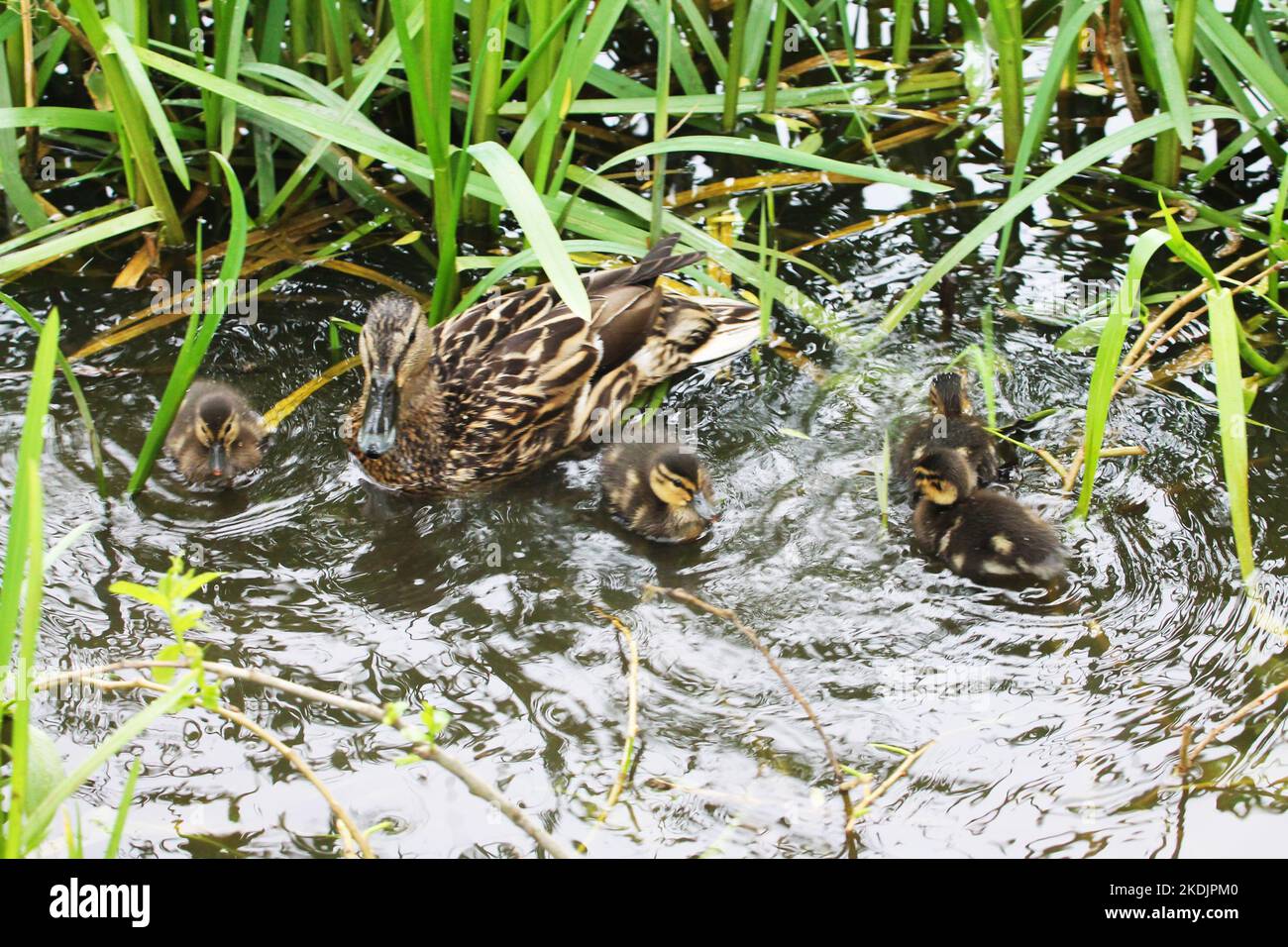 Duck family female and chicks are splashing in the grass thickets Stock ...