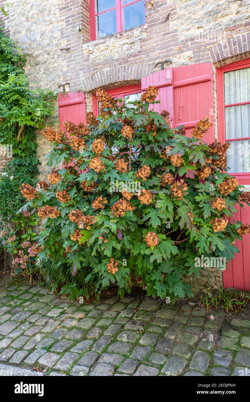 Oakleaf hydrangea hydrangea quercifolia hi-res stock photography and ...