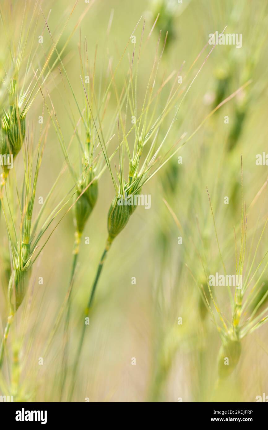Ovate goatgrass (Aegilops geniculata), Gard, France Stock Photo - Alamy