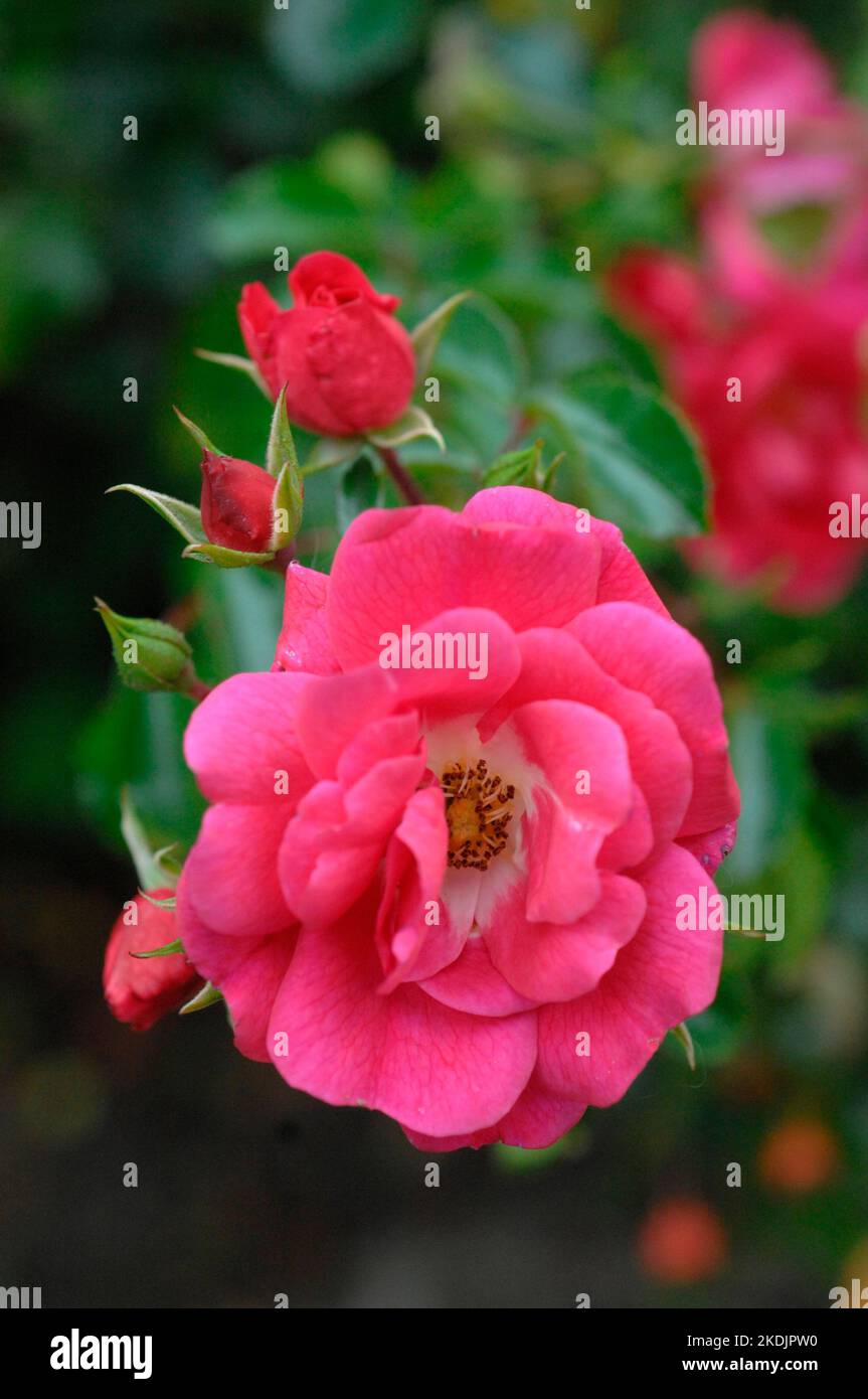 Emera hi-res stock photography and images - Alamy