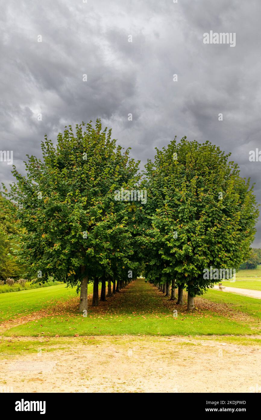 Alley lined with large-leafed lime trees (Tilia platyphyllos) in autumn ...