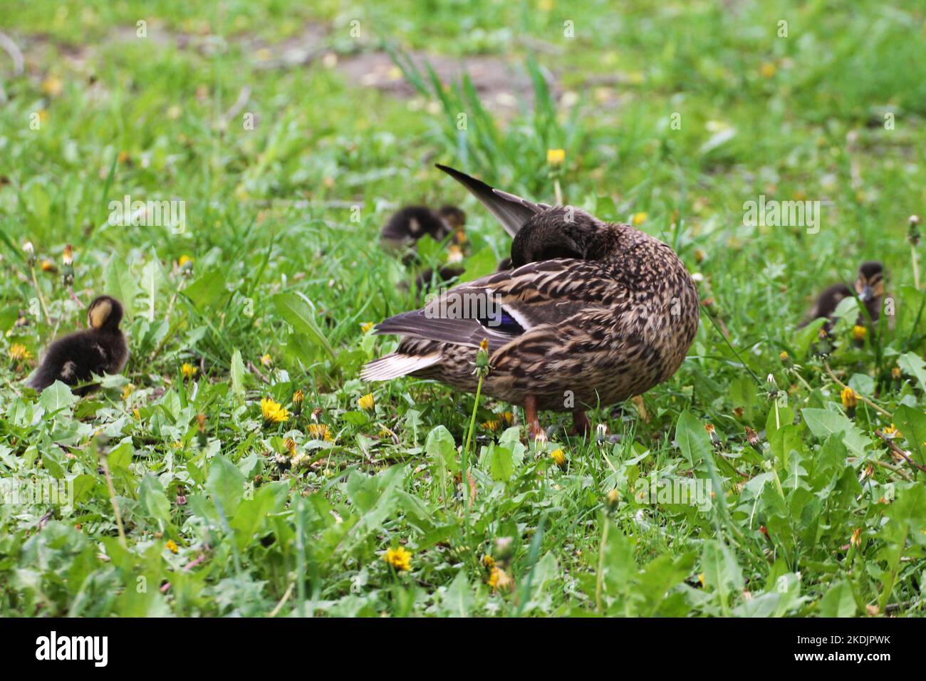 Chicks in the sun hi-res stock photography and images - Alamy