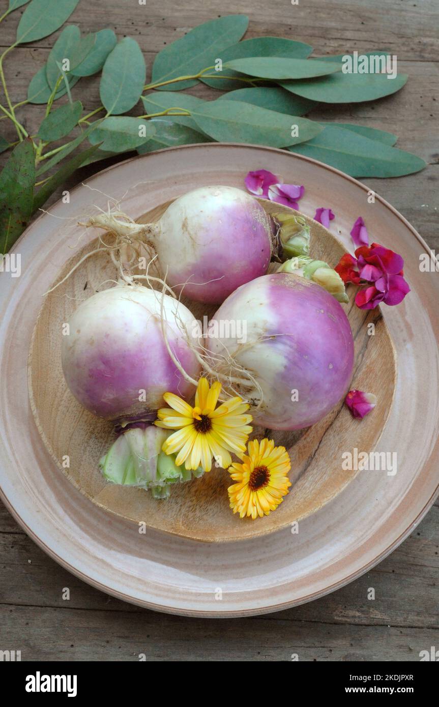 Turnips (Brassica rapa) on a plate, root vegetables and marigold ...
