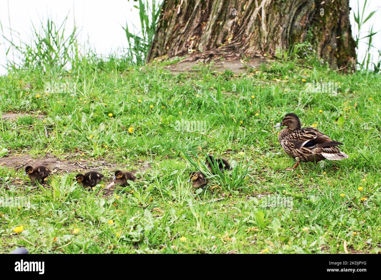 Duck family female and chicks nibble grass around a large tree Stock ...