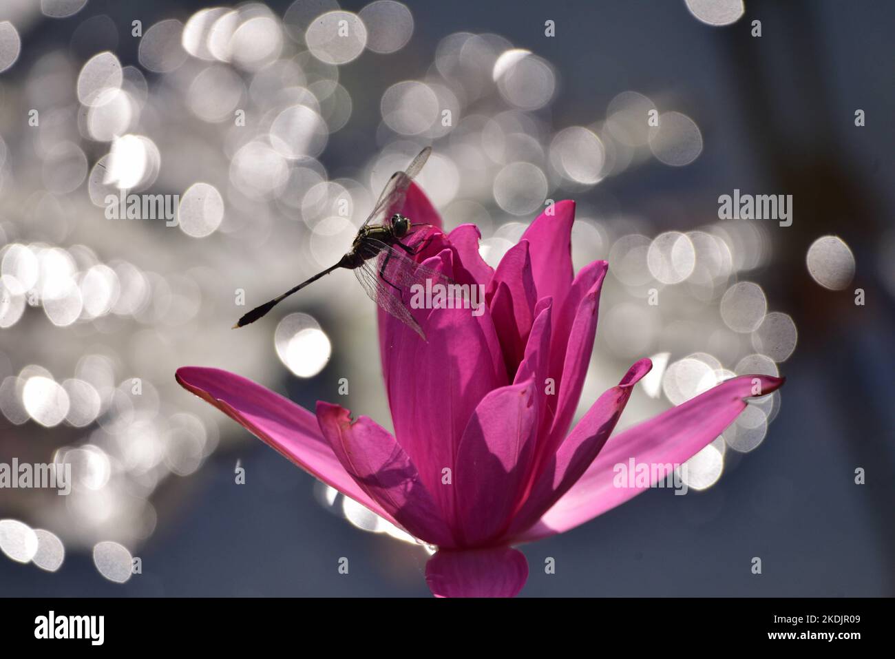 Morigaon. 6th Nov, 2022. A dragonfly rests on a water lily flower in a ...