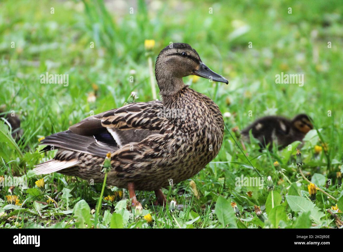 Duck family female and chicks walking through the grass Stock Photo - Alamy