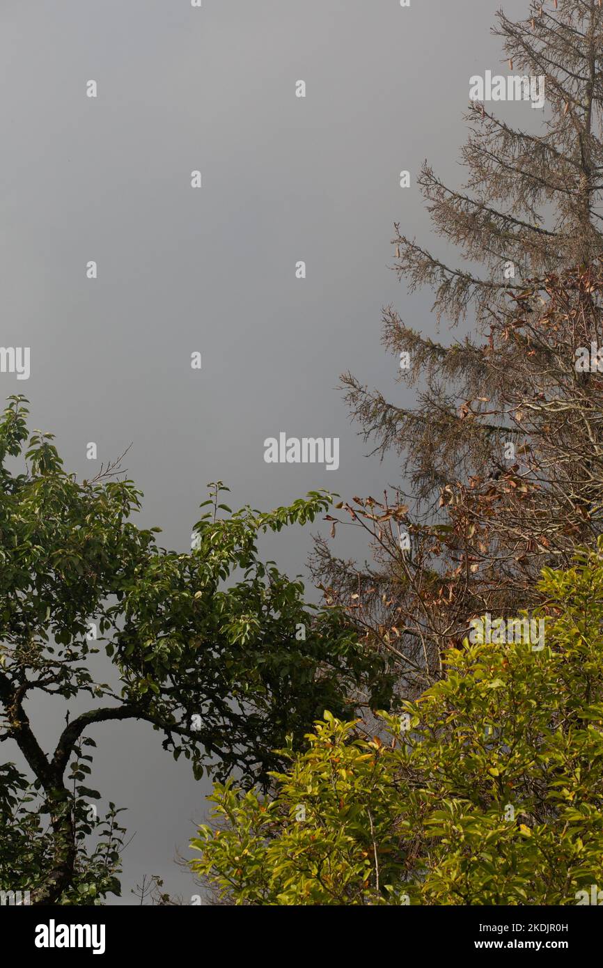 Stand of maple trees hi-res stock photography and images - Alamy