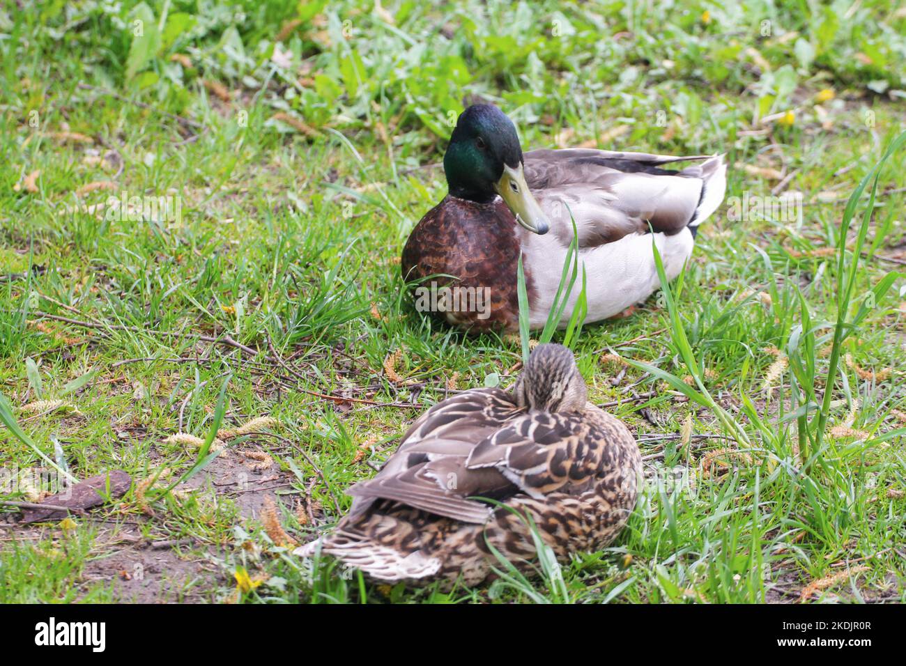 Duck family male and female look at each other and their anniversary ...