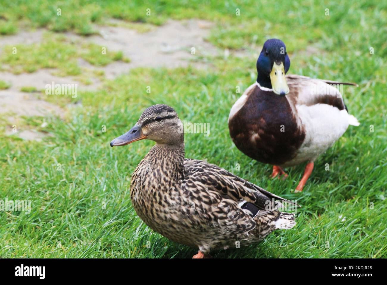 Duck family male and female walking in the meadow Stock Photo - Alamy