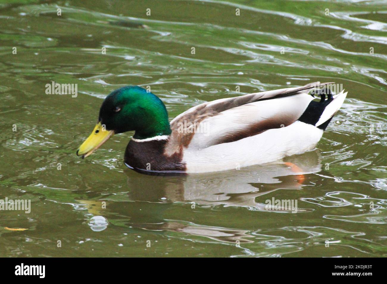 Duck male beautifully catches fish and cuts through the water surface ...