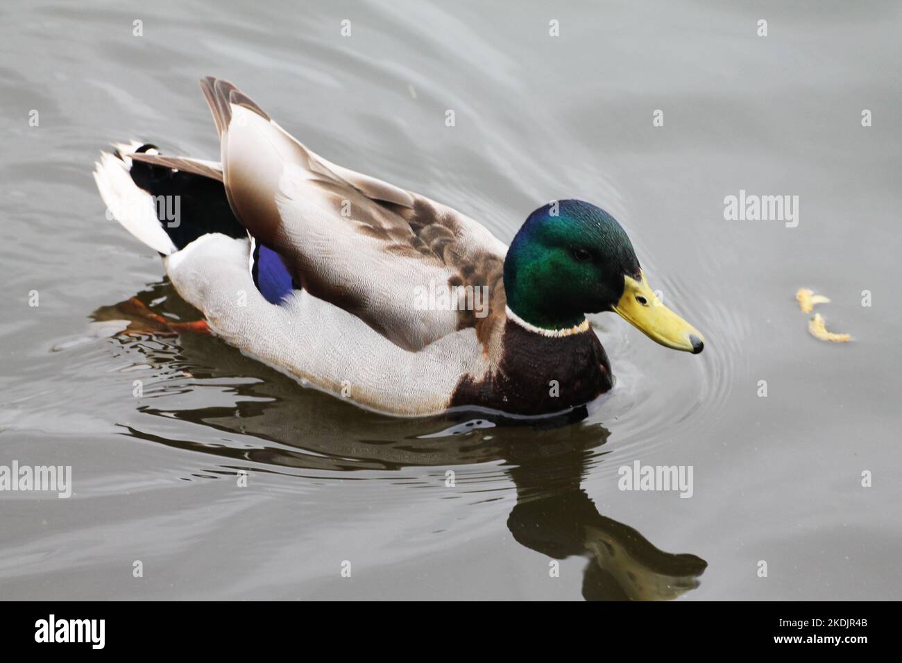 Dive to catch fish hi-res stock photography and images - Alamy