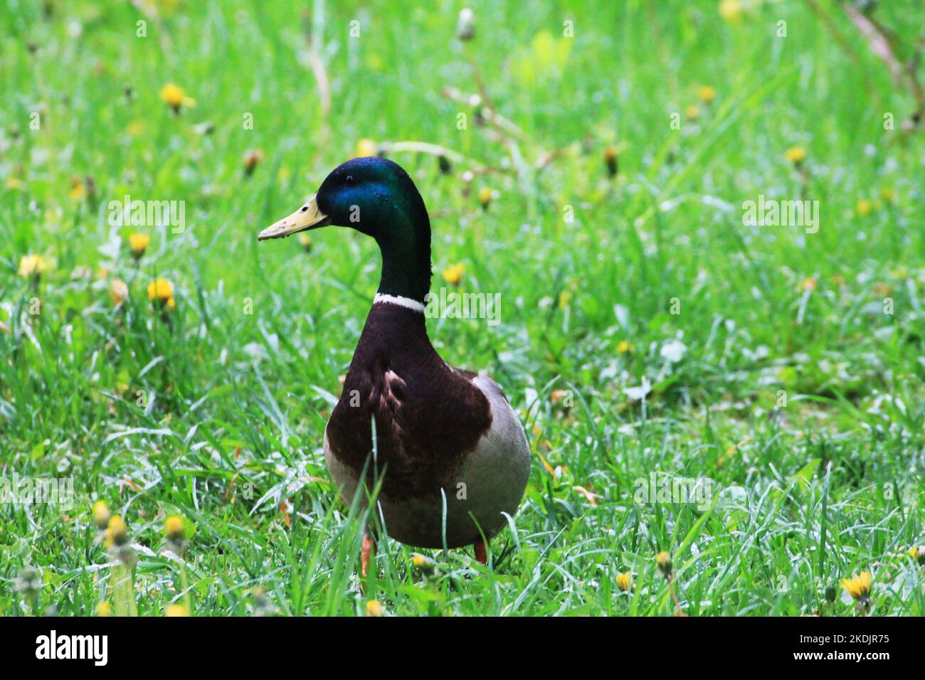 Duck male stretched out his neck and looking for food Stock Photo - Alamy