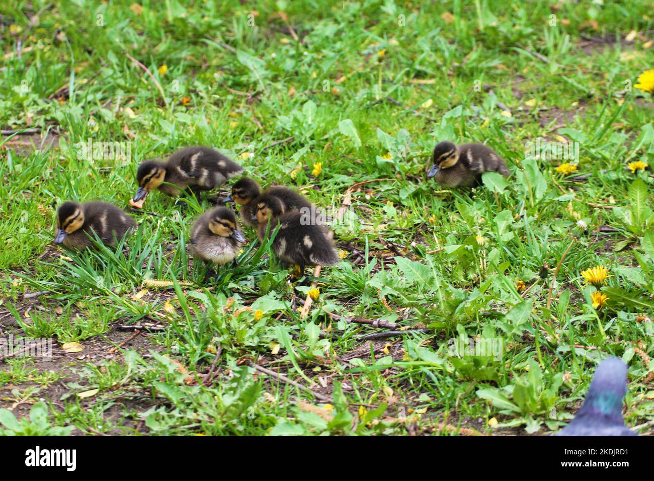 Little ducks nibble on the river bank Stock Photo - Alamy