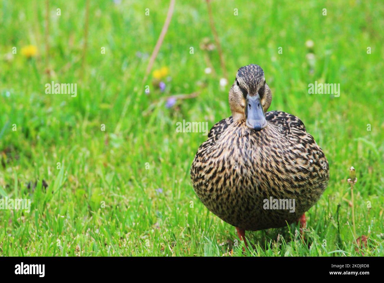 Ducklings on meadow hi-res stock photography and images - Alamy
