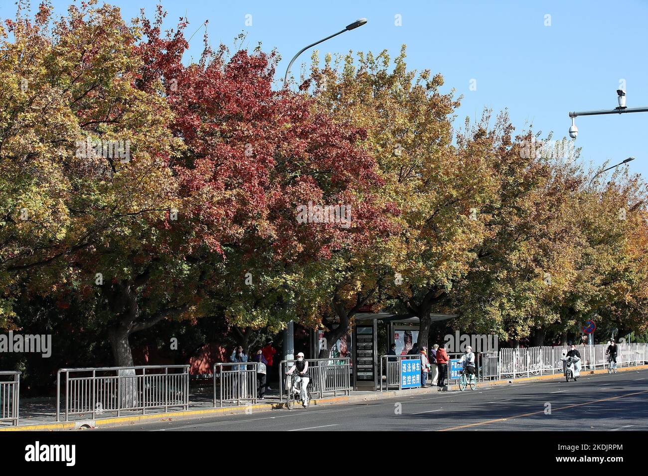 More than ten tall maple trees are as colorful as oil paintings, making ...