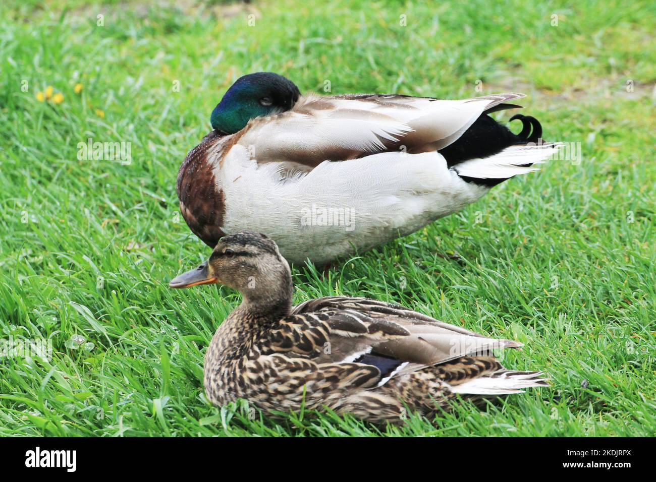 The family of ducks is resting on the shore of the lake and quietly ...