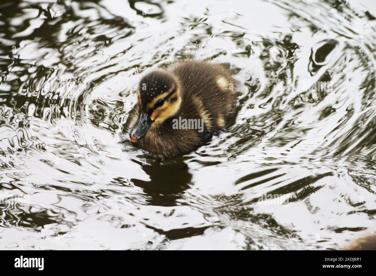 Learns the world hi-res stock photography and images - Alamy