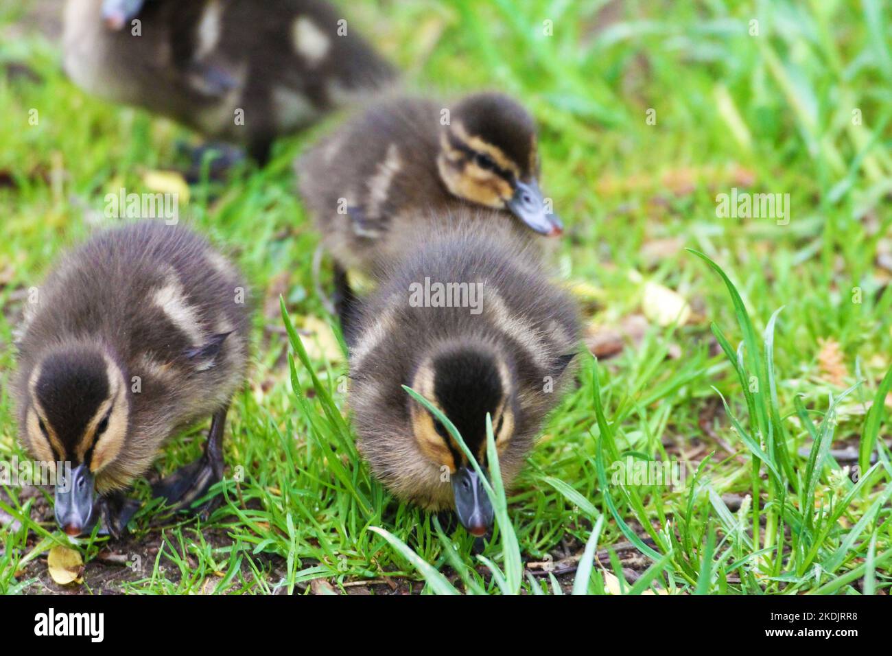 three beautiful little furry threads on green grass Stock Photo - Alamy