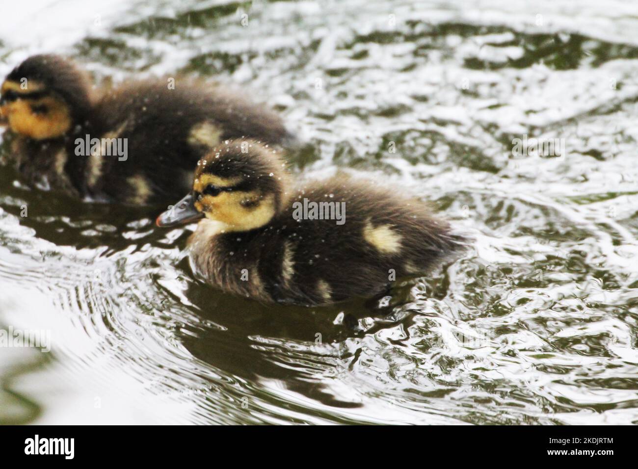 Two little fluffy duckling splashing on the waves during the spring ...