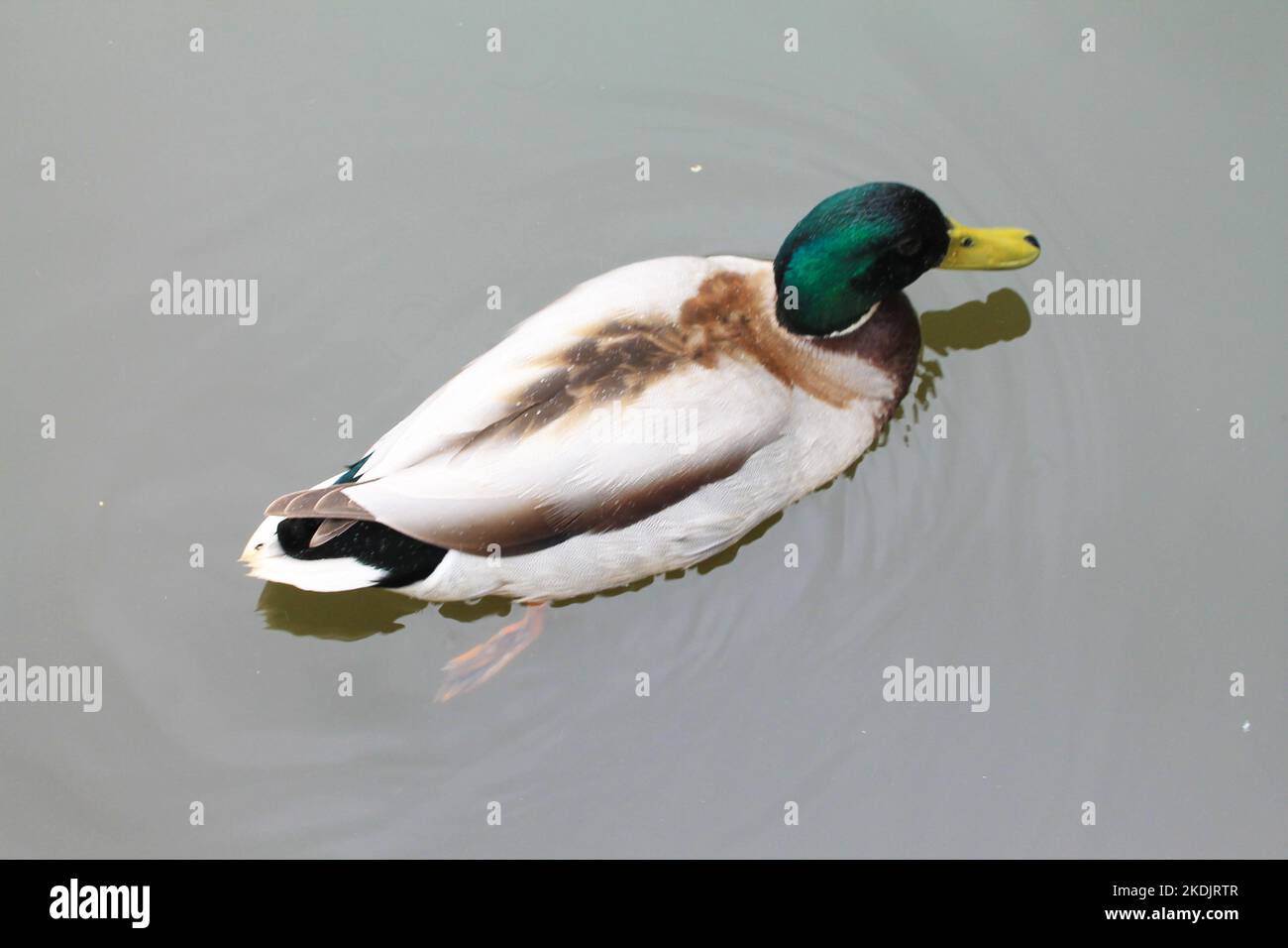 Type of duck on top Stock Photo - Alamy