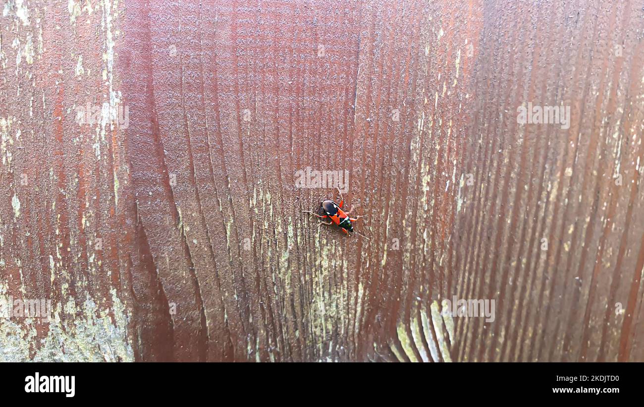 Wooden surface in the country. Boards for fence and construction. brown ...