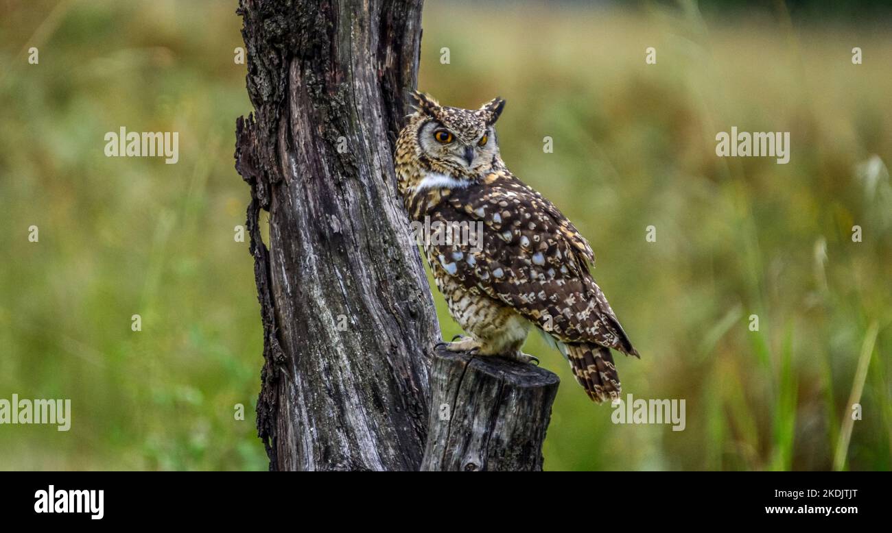 Cape eagle owl (Bubo capensis) is a large bird of prey perched in wild ...