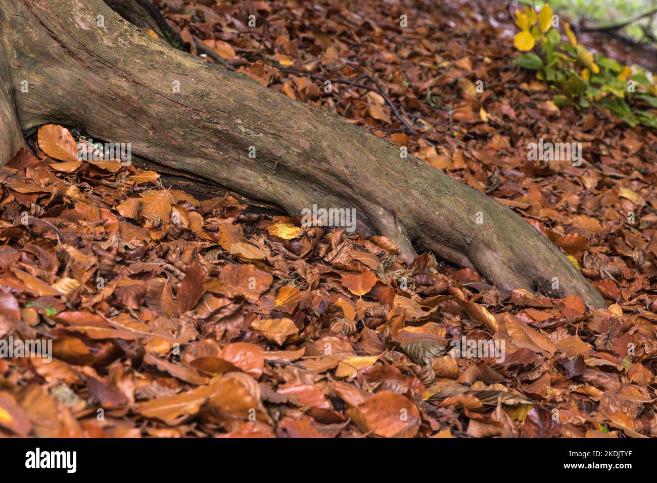 Beech woodland leaf litter Stock Photo - Alamy