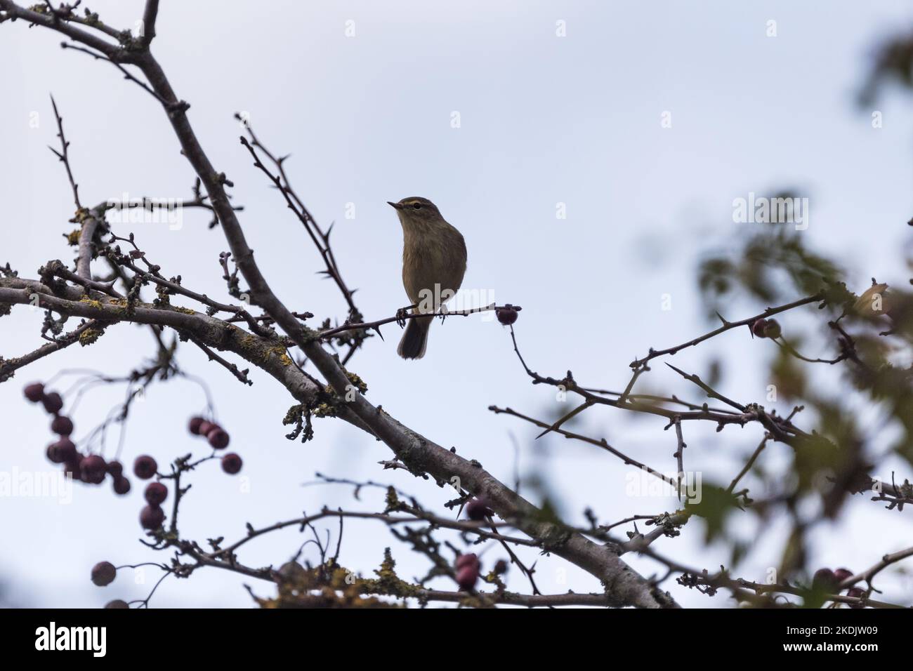 Perched Chiffchaff (Phylloscopus collybita) on a dull day Stock Photo ...