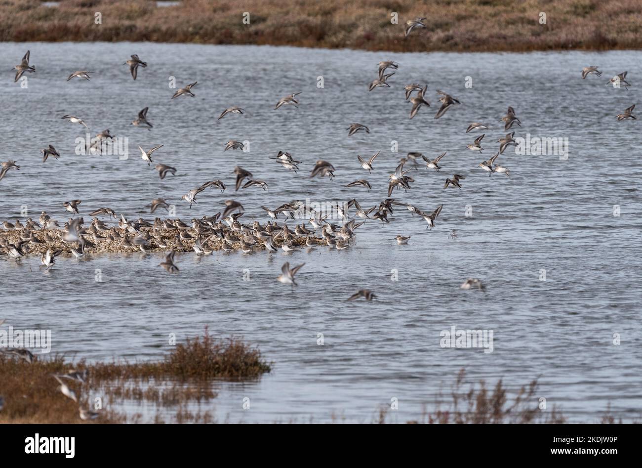 Mixed flock of birds mainly Dunlin (Calidris alpina Stock Photo - Alamy