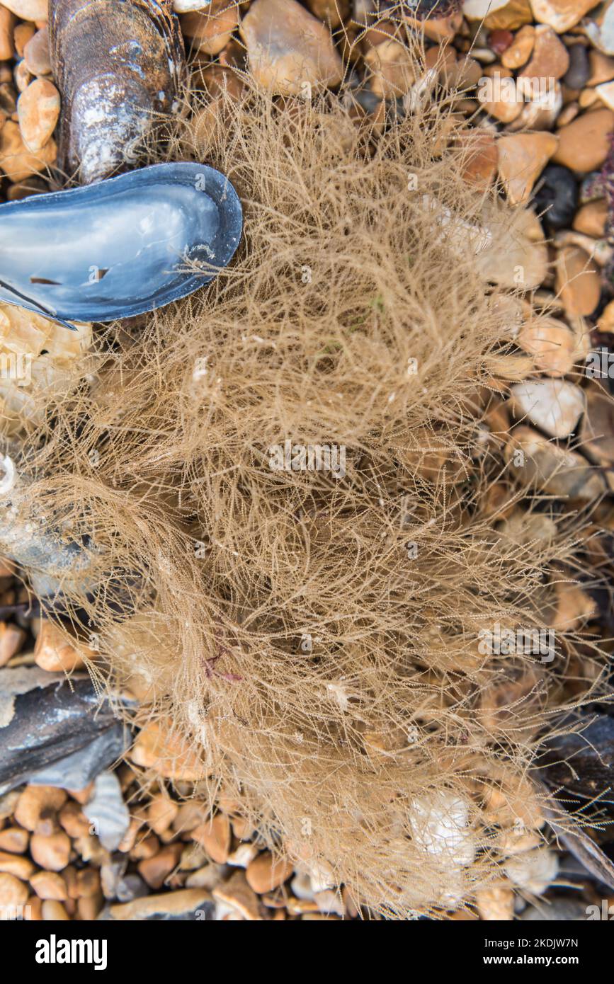 Mass of the hydroid Amphibetia operculata Stock Photo - Alamy