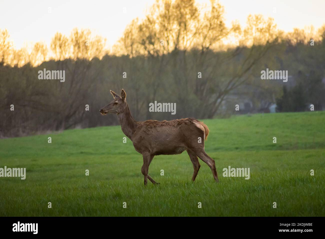 One large animal hi-res stock photography and images - Alamy