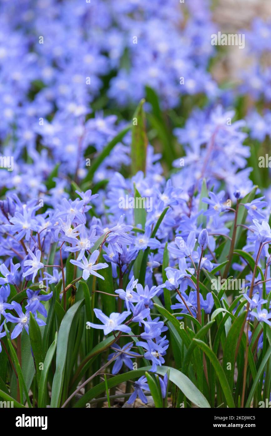 Scilla luciliae, Speta, Lucile's glory of the snow, Chionodoxa luciliae ...